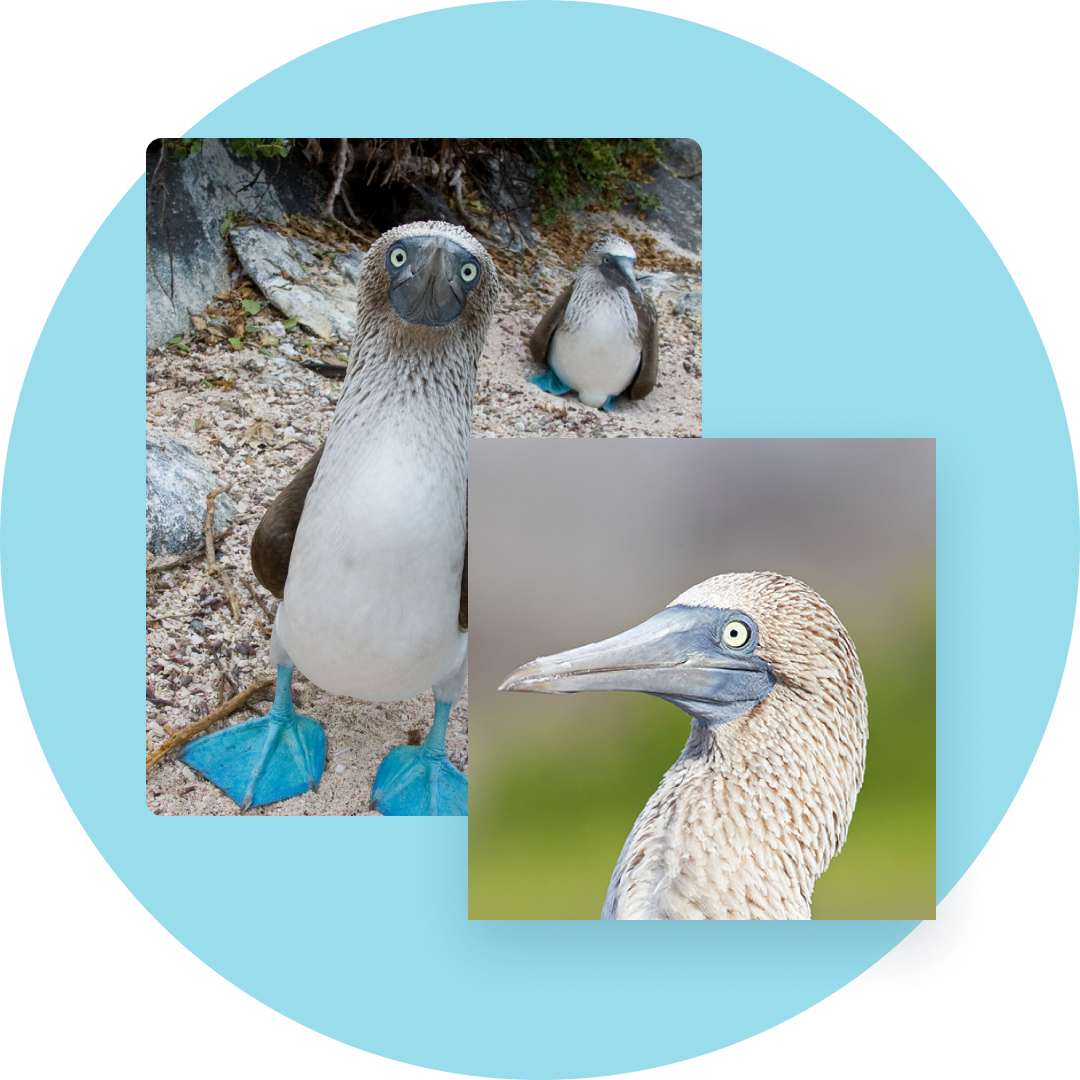 About us - Blue Feet Foundation