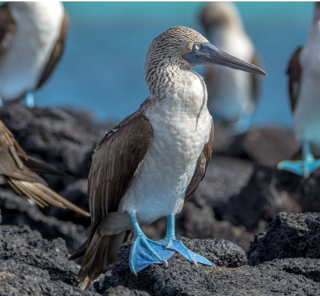 Learn - Blue Feet Foundation